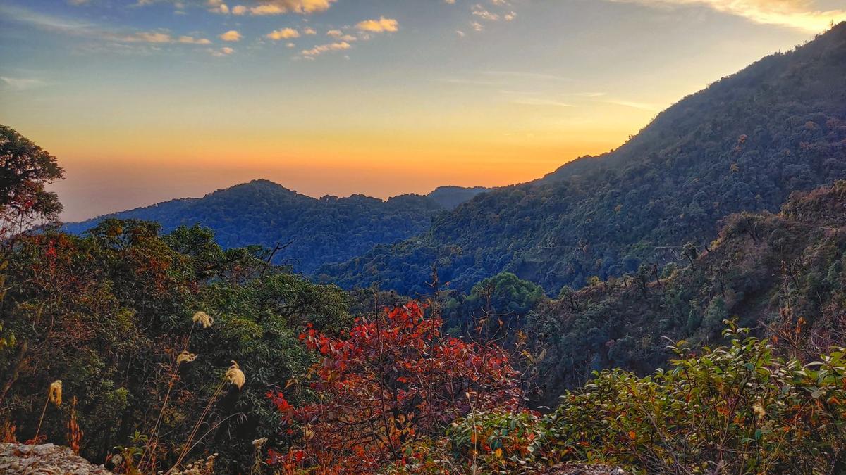 IISc study in Arunachal Pradesh reveals how climate change impacts montane birds - The Hindu